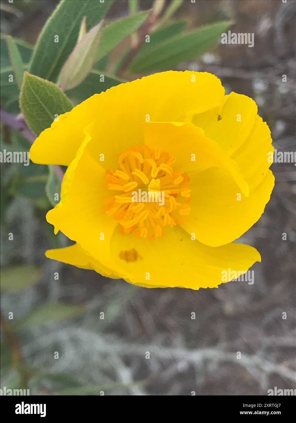 Bush Poppy (Dendromecon rigida) Plantae Stock Photo - Alamy