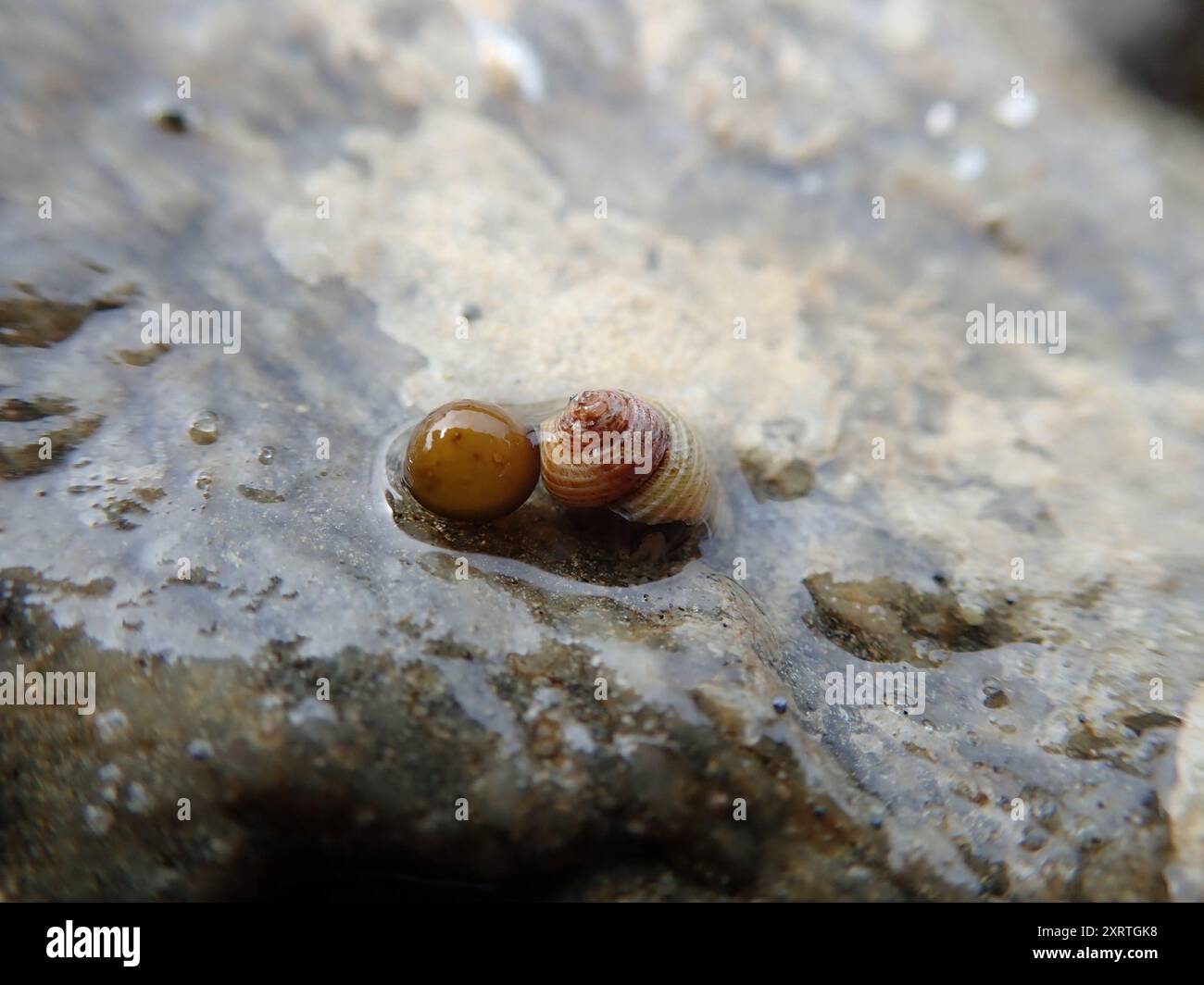 Globe Snails (Margarites) Mollusca Stock Photo - Alamy