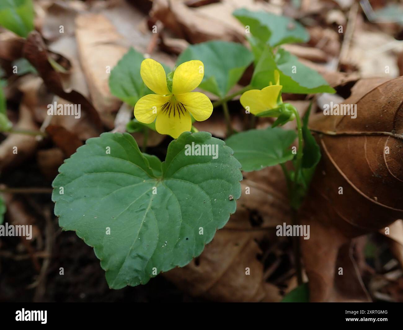 stream violet (Viola glabella) Plantae Stock Photo - Alamy