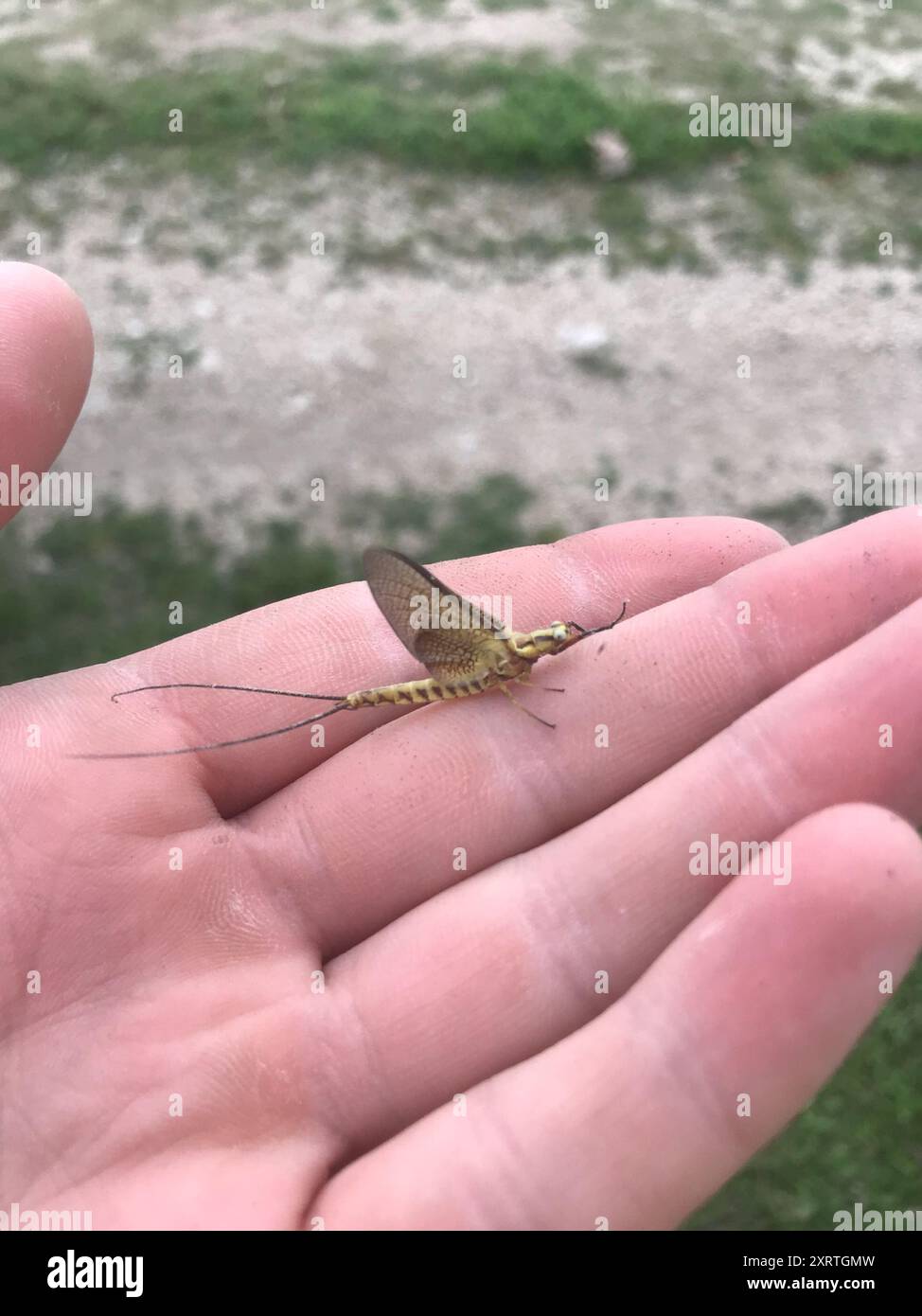 Giant Mayfly (Hexagenia limbata) Insecta Stock Photo - Alamy