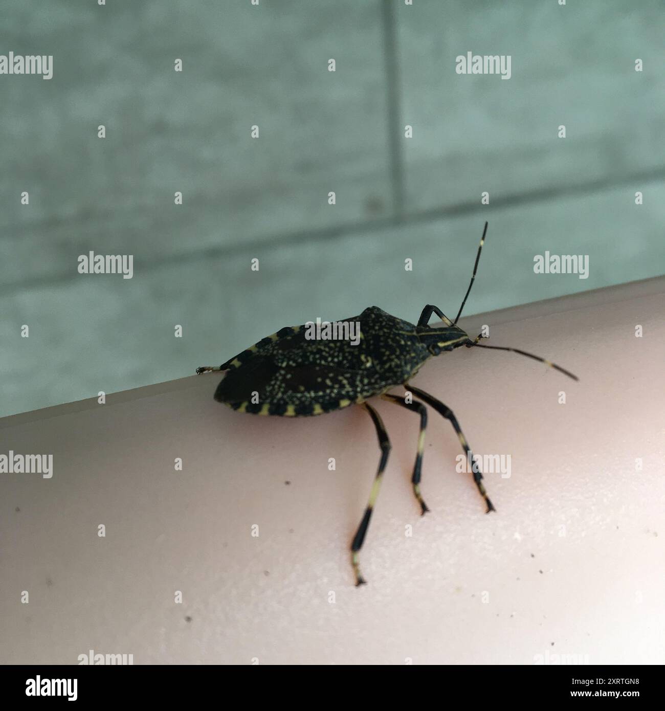 Yellow-spotted Stink Bug (Erthesina fullo) Insecta Stock Photo - Alamy