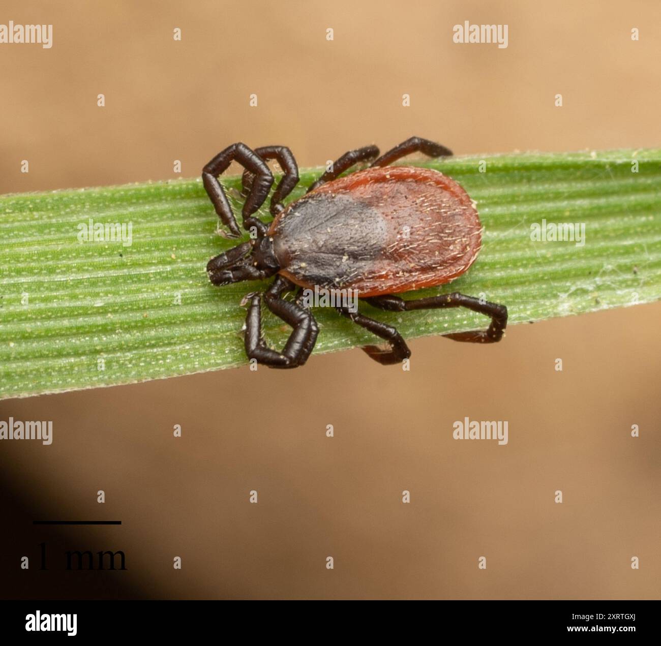 Western Black-legged Tick (Ixodes pacificus) Arachnida Stock Photo - Alamy