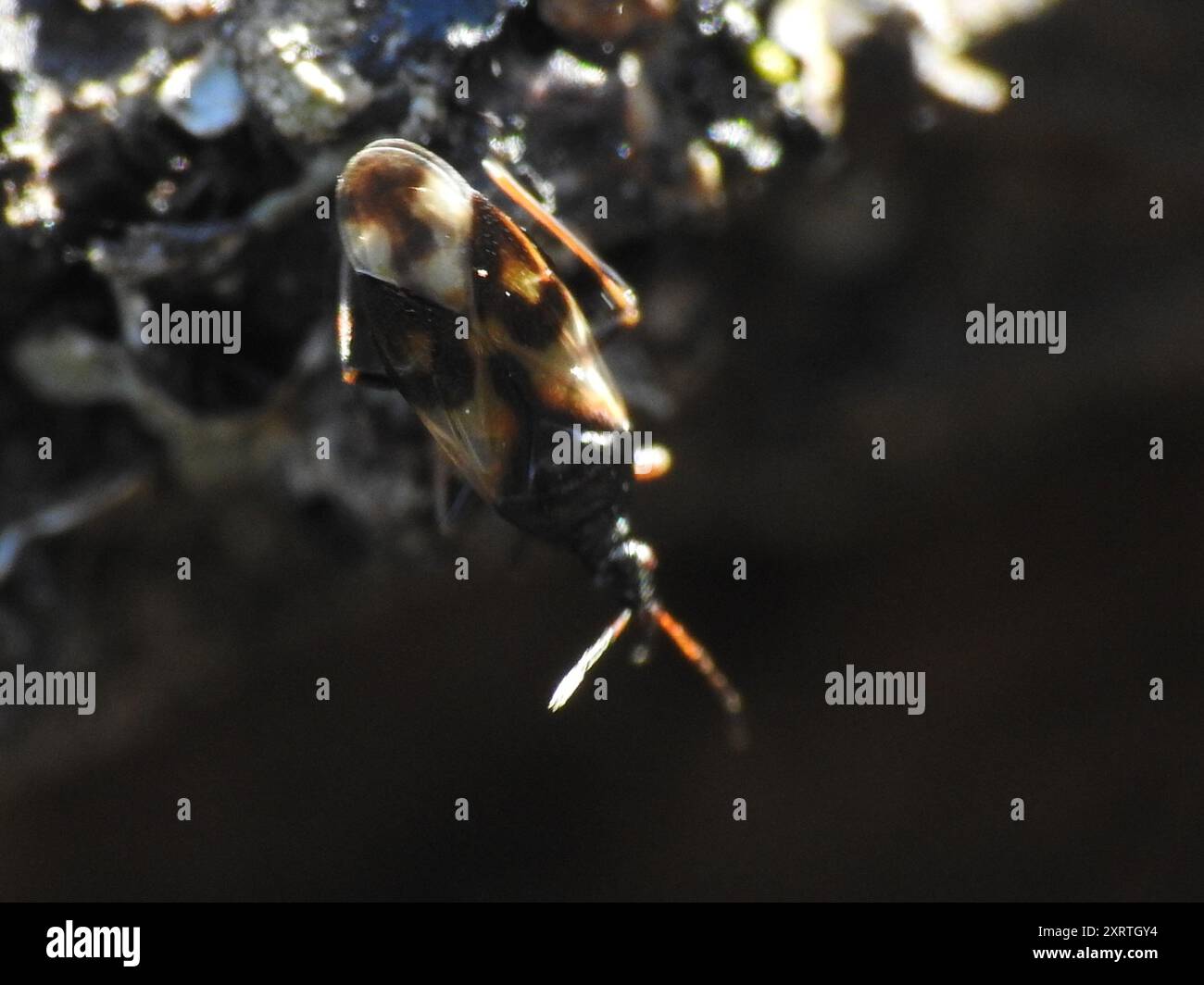 Common Flowerbug (Anthocoris nemorum) Insecta Stock Photo - Alamy