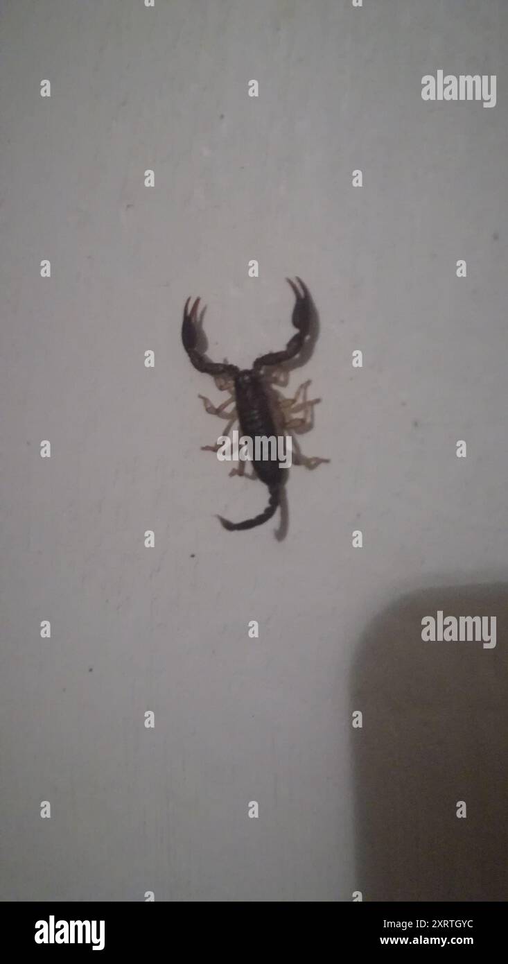 Small Wood-scorpions (Euscorpius) Arachnida Stock Photo - Alamy