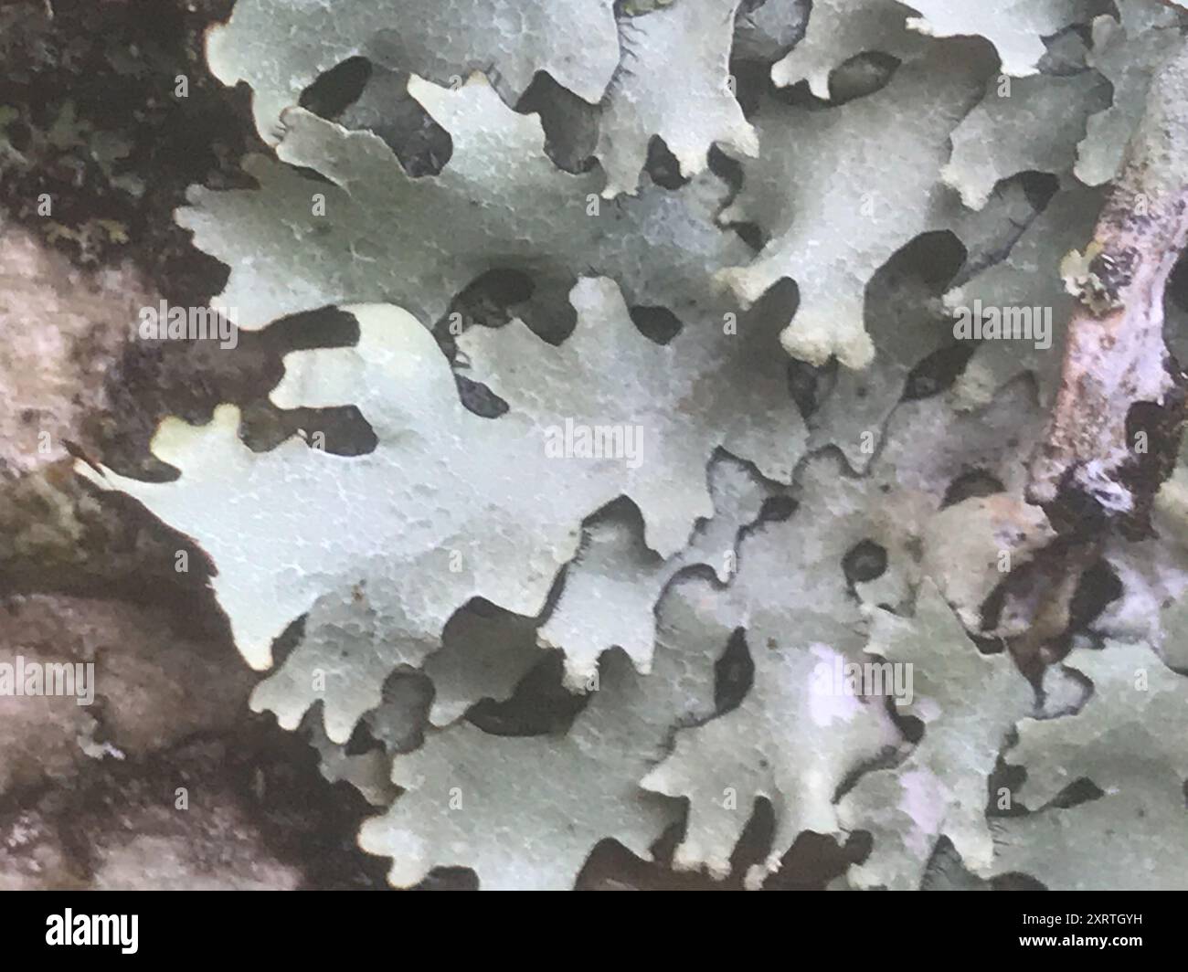 shield lichen (Parmelia sulcata) Fungi Stock Photo - Alamy