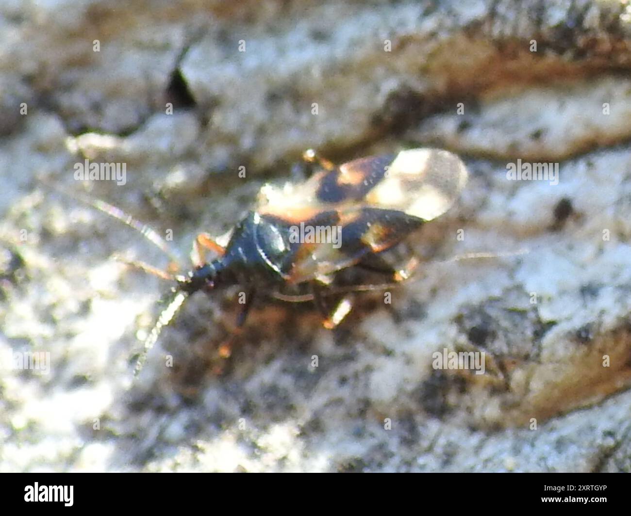 Common Flowerbug (Anthocoris nemorum) Insecta Stock Photo - Alamy