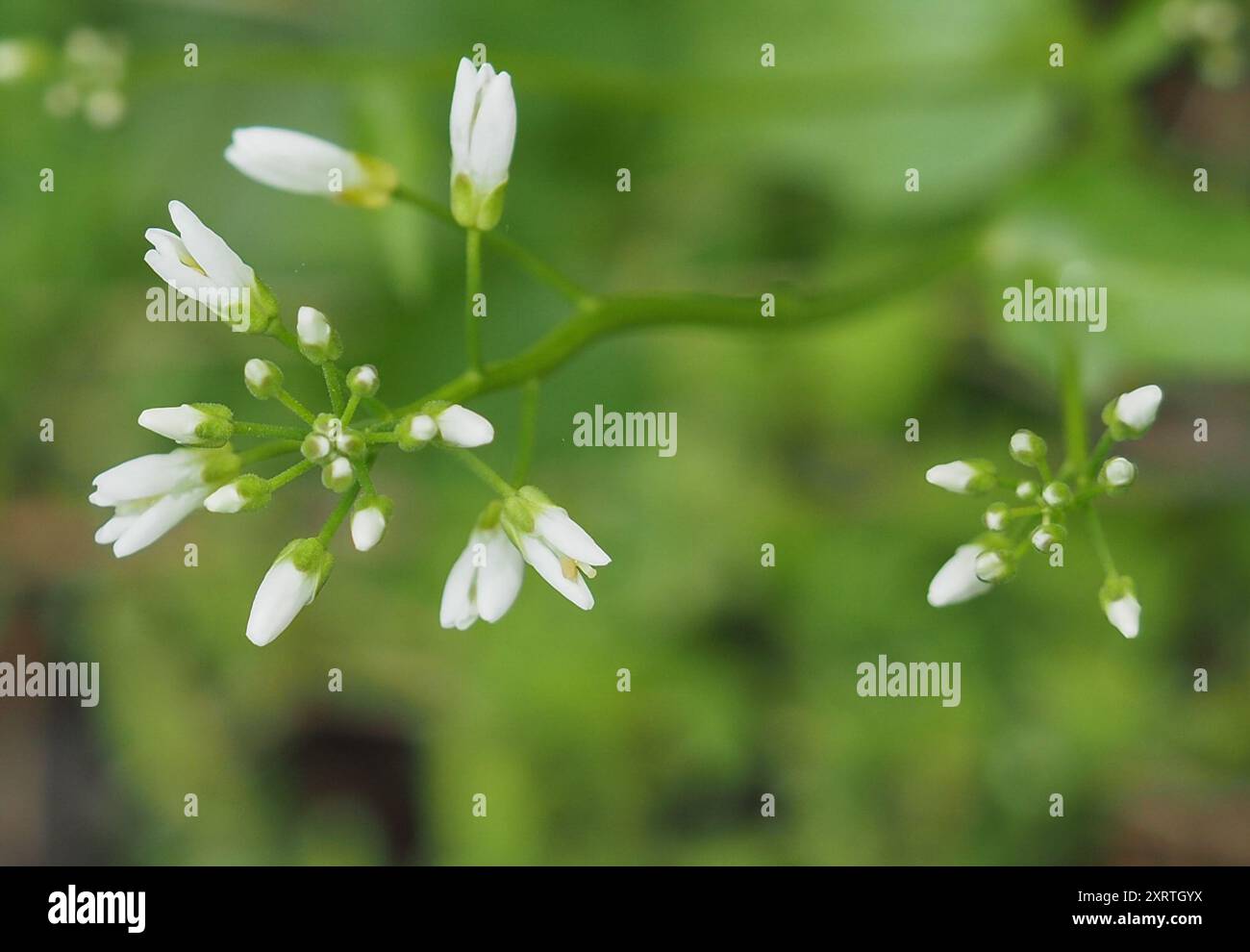 flowering plants (Angiospermae) Plantae Stock Photo - Alamy