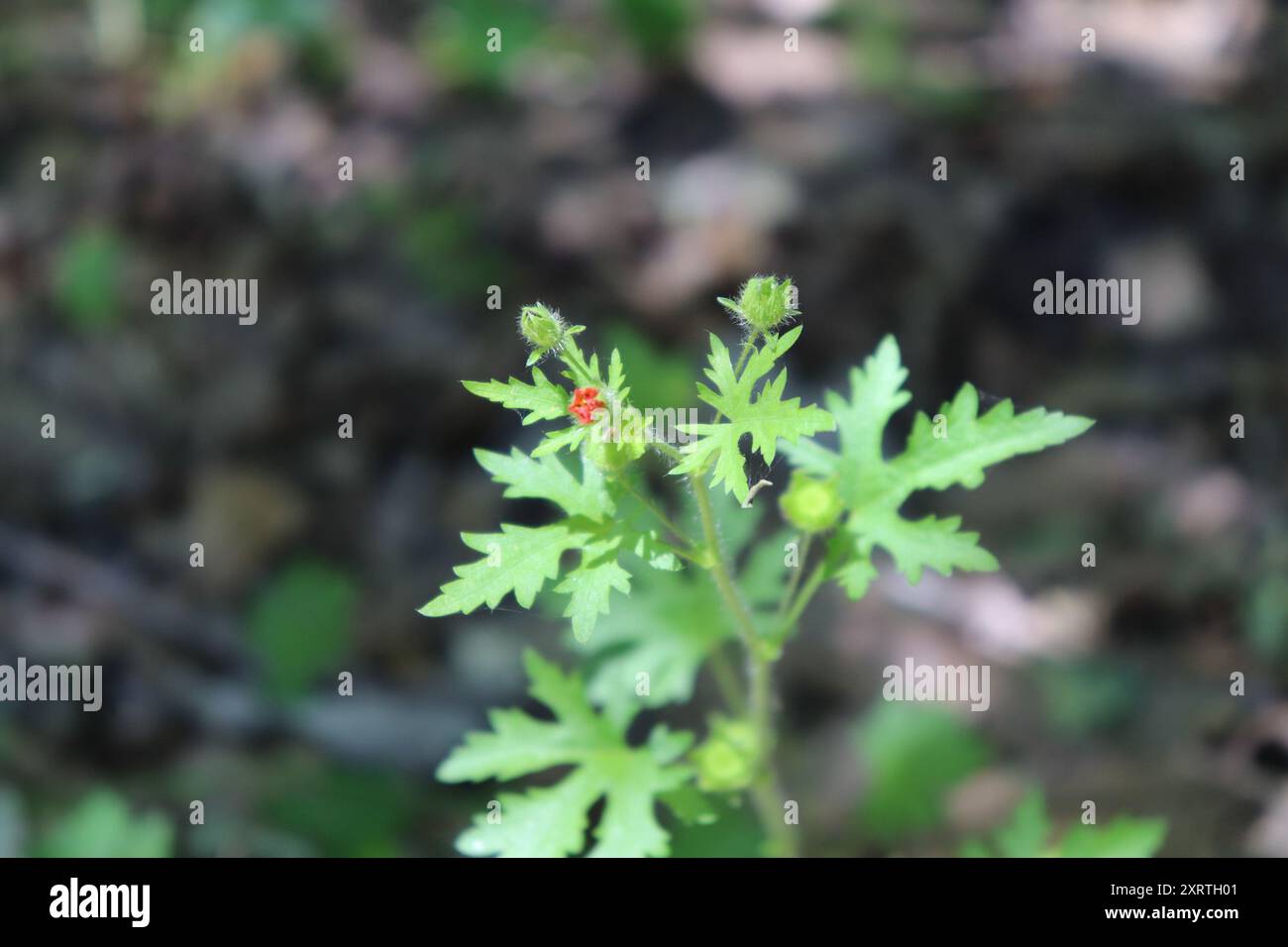 Carolina Bristlemallow (Modiola caroliniana) Plantae Stock Photo - Alamy