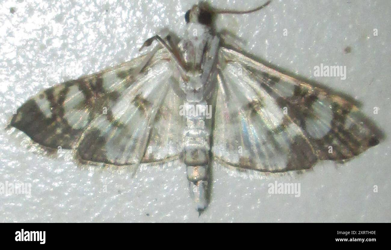 Swan plant flower moth (Chabulina onychinalis) Insecta Stock Photo - Alamy