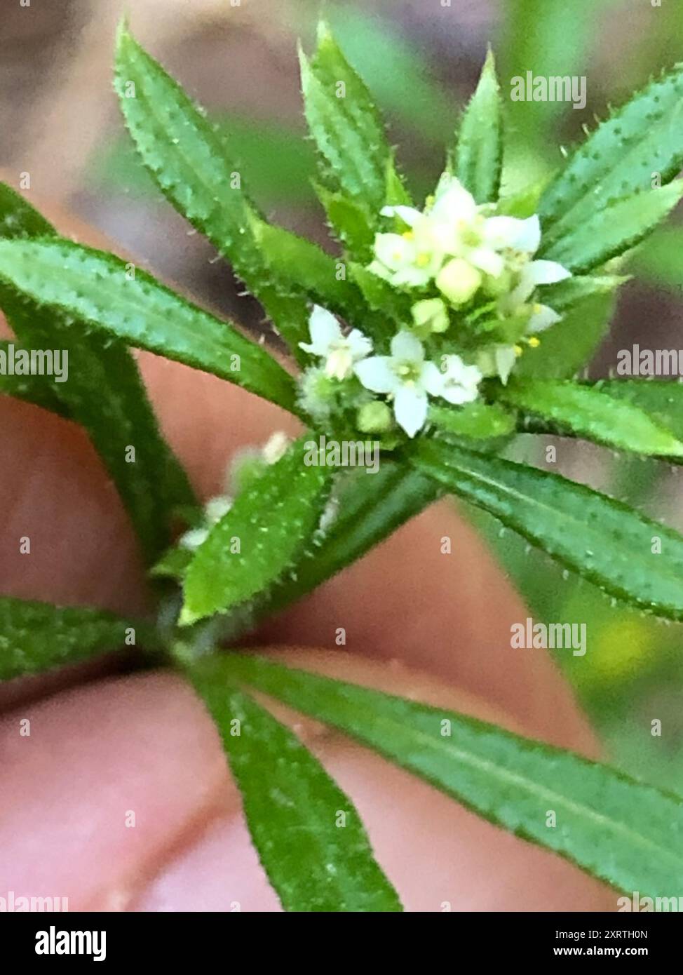 catchweed bedstraw (Galium aparine) Plantae Stock Photo - Alamy