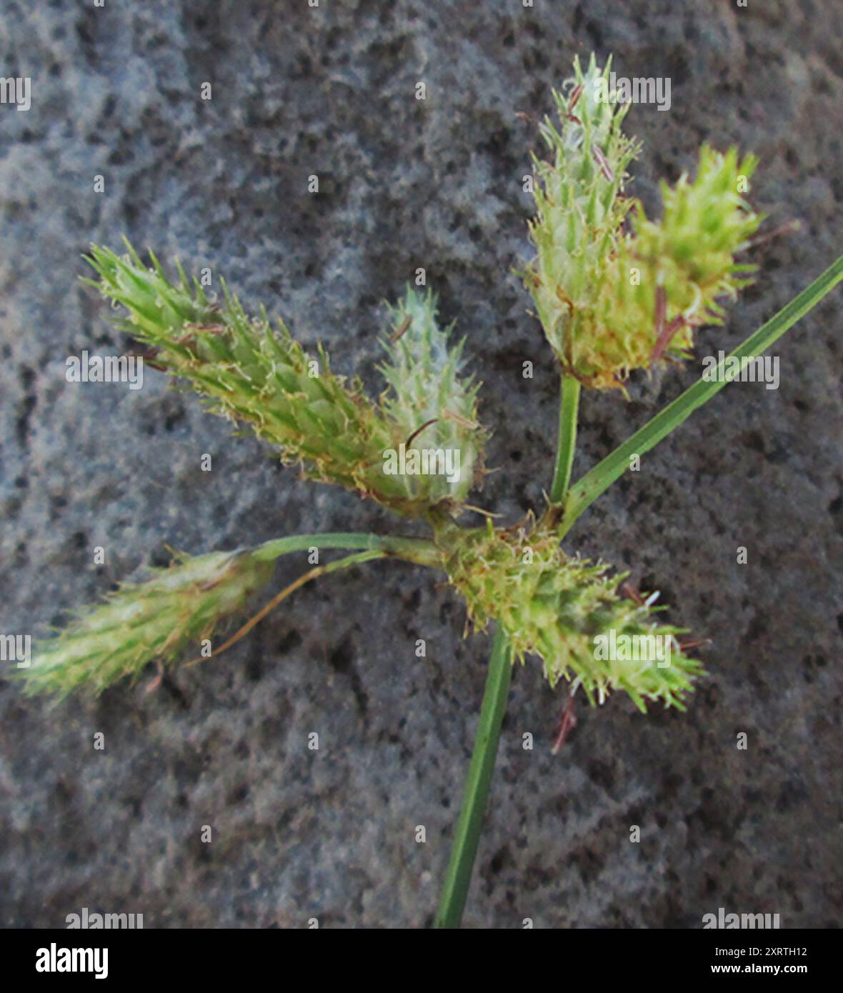 tuberous bulrush (Bolboschoenus glaucus) Plantae Stock Photo - Alamy
