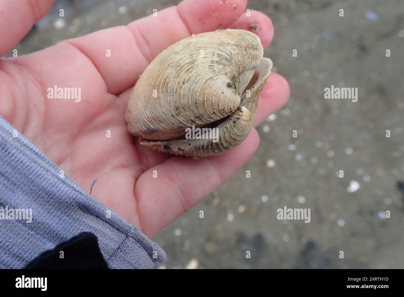 Northern Quahog (Mercenaria mercenaria) Mollusca Stock Photo - Alamy