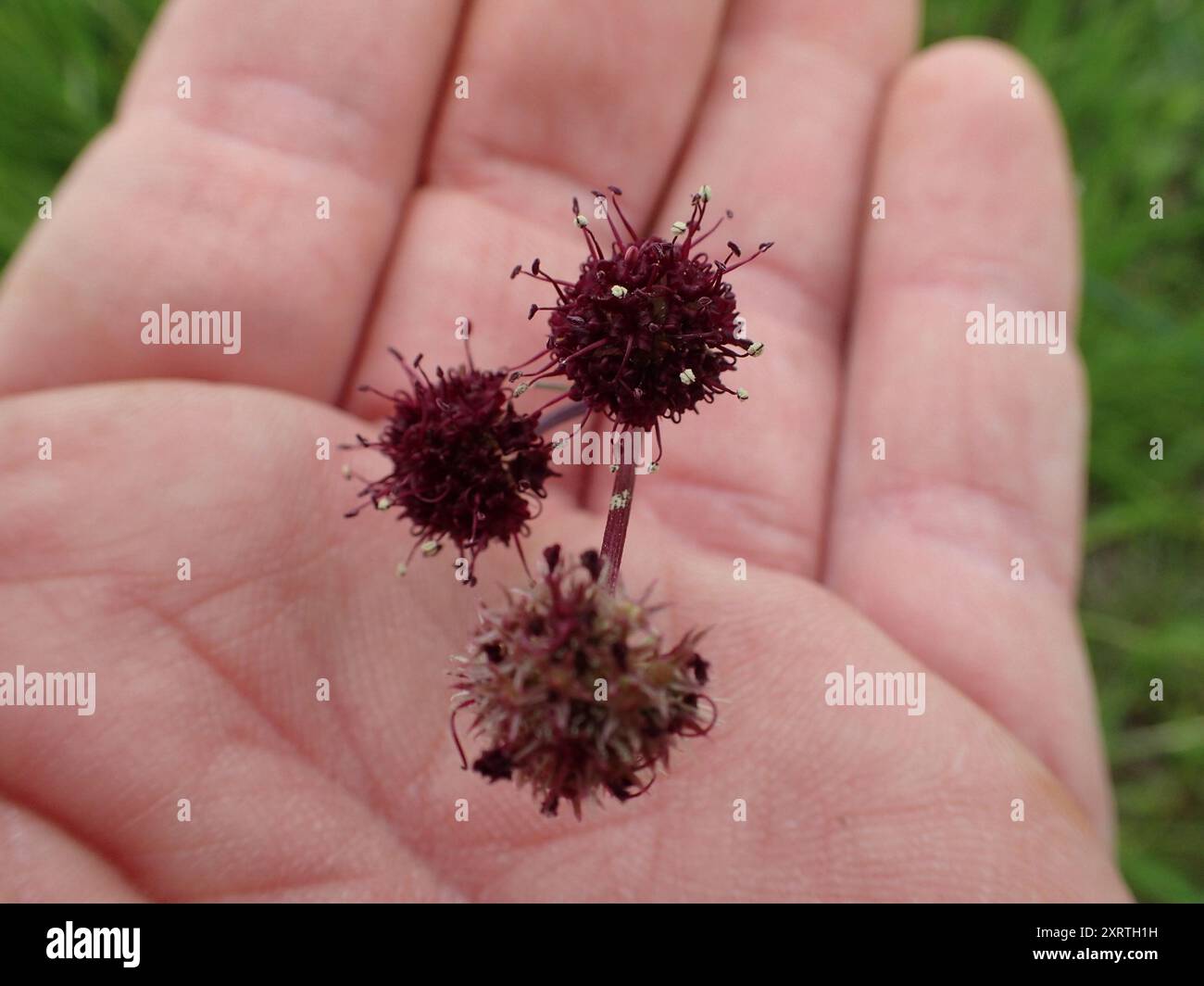 Purple Sanicle (Sanicula bipinnatifida) Plantae Stock Photo - Alamy