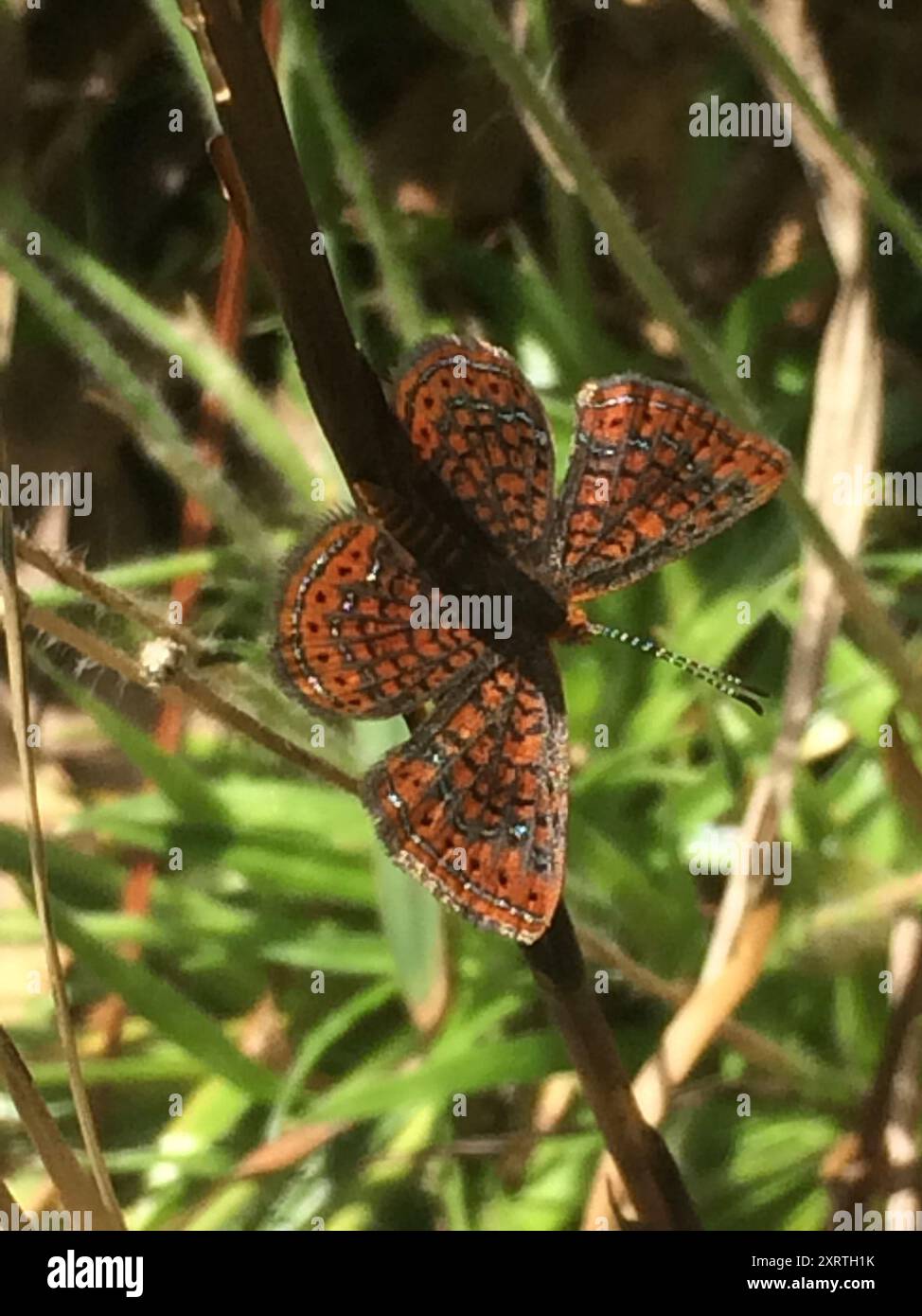 Little Metalmark (Calephelis virginiensis) Insecta Stock Photo - Alamy