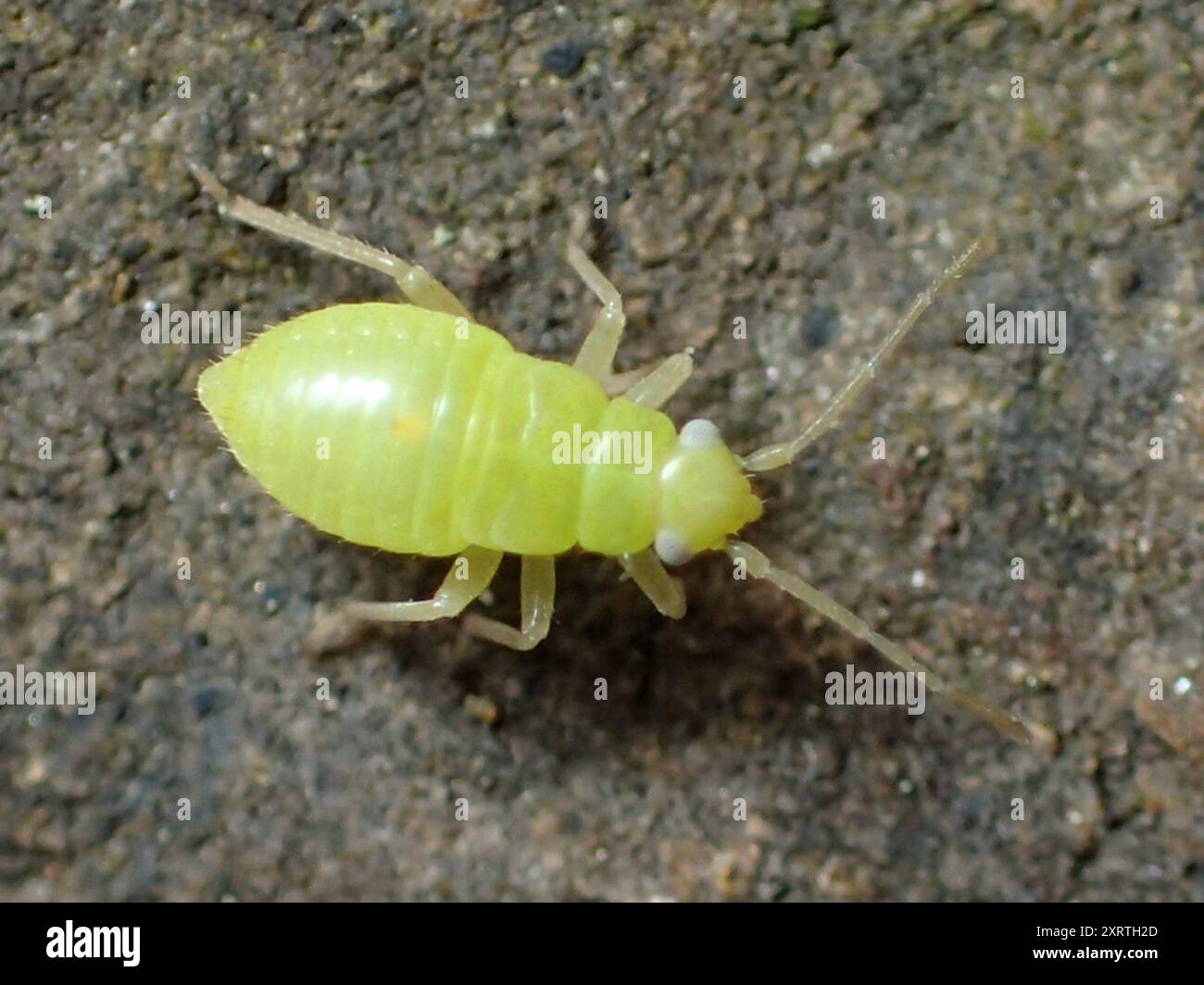Plant Bugs (Miridae) Insecta Stock Photo - Alamy