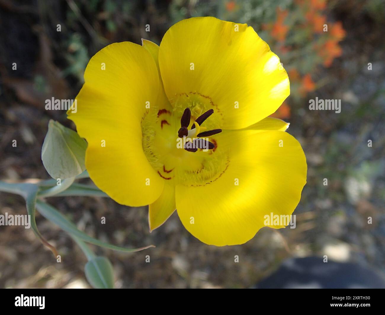 Clubhair Mariposa Lily (Calochortus clavatus) Plantae Stock Photo - Alamy