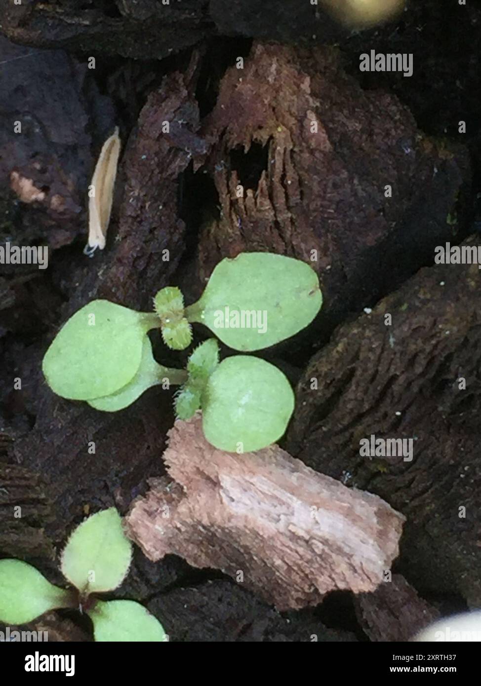 vascular plants (Tracheophyta) Plantae Stock Photo - Alamy