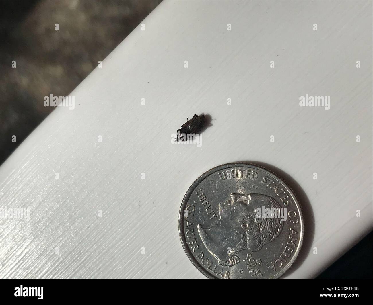 True Weevils (Curculionidae) Insecta Stock Photo - Alamy