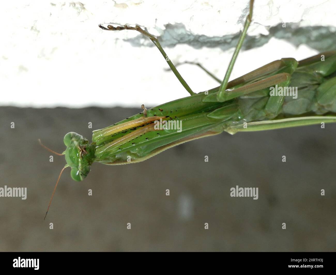 European Mantis (Mantis religiosa) Insecta Stock Photo - Alamy