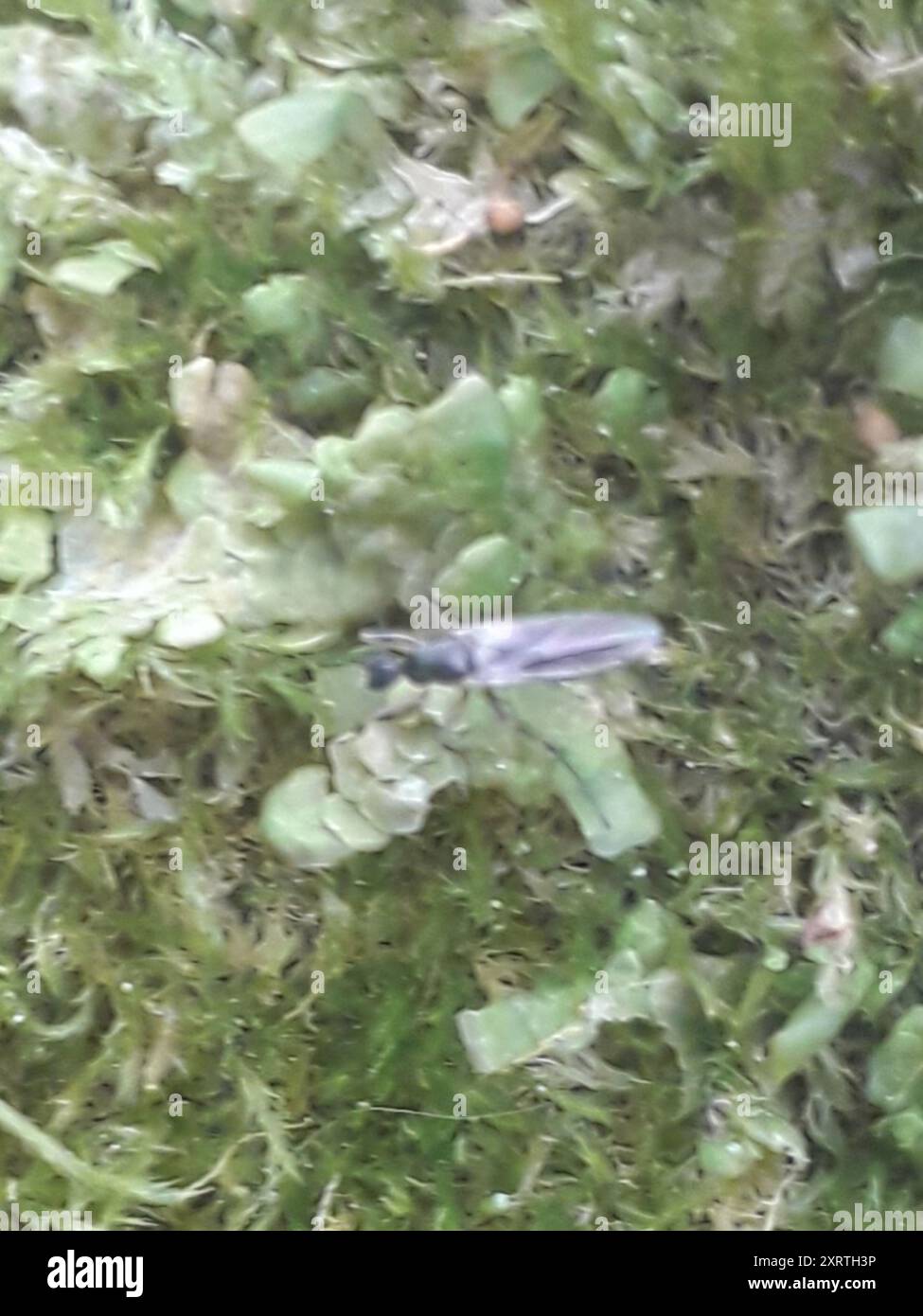 Dance Flies, Long-legged Flies, and Allies (Empidoidea) Insecta Stock ...