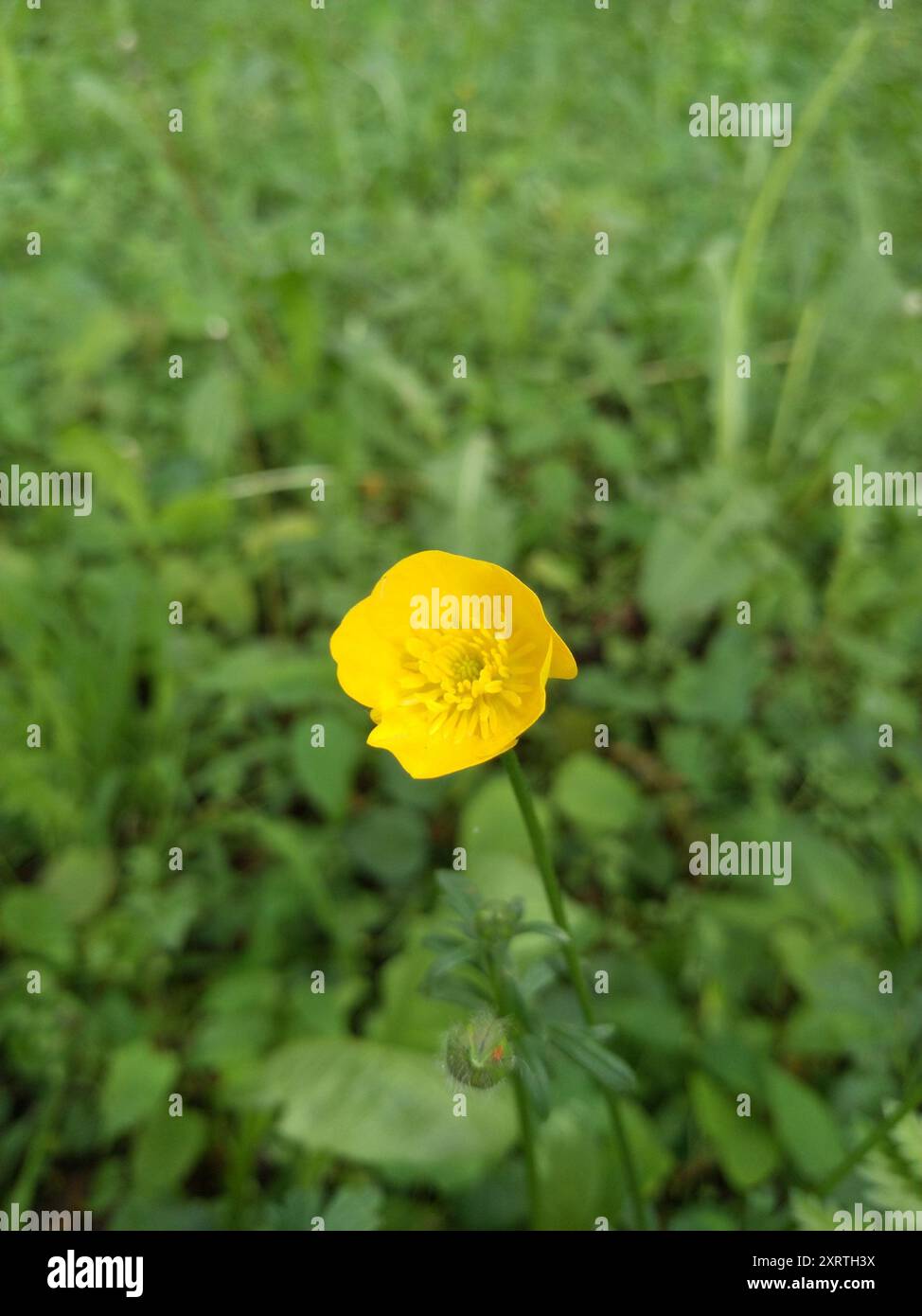 bulbous buttercup (Ranunculus bulbosus) Plantae Stock Photo - Alamy