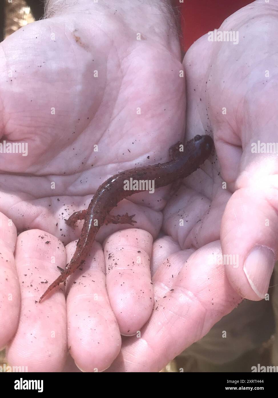 Mud Salamander (Pseudotriton montanus) Amphibia Stock Photo - Alamy