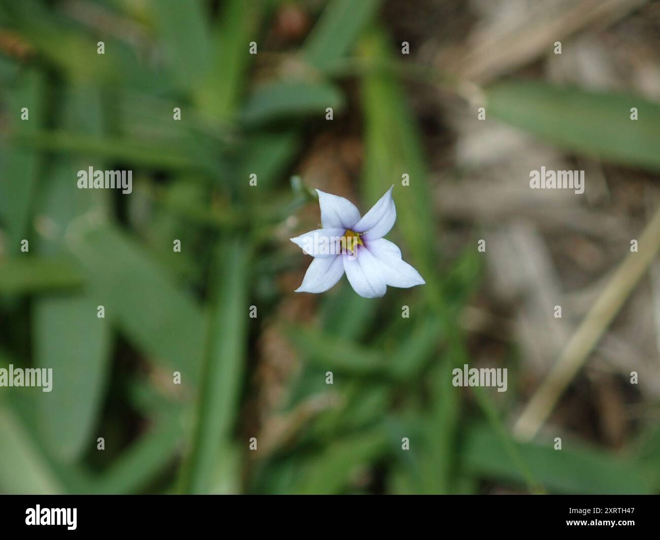 Blue Pigroot (Sisyrinchium micranthum) Plantae Stock Photo - Alamy