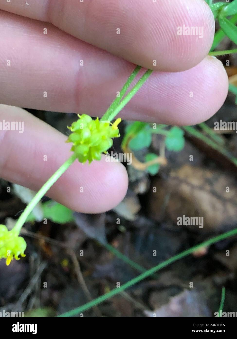 Goldilocks Buttercup (Ranunculus auricomus) Plantae Stock Photo - Alamy