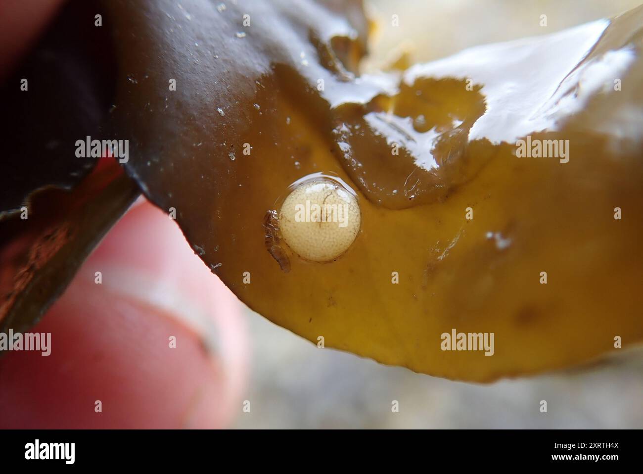 Lacuna Snails (Lacuna) Mollusca Stock Photo - Alamy