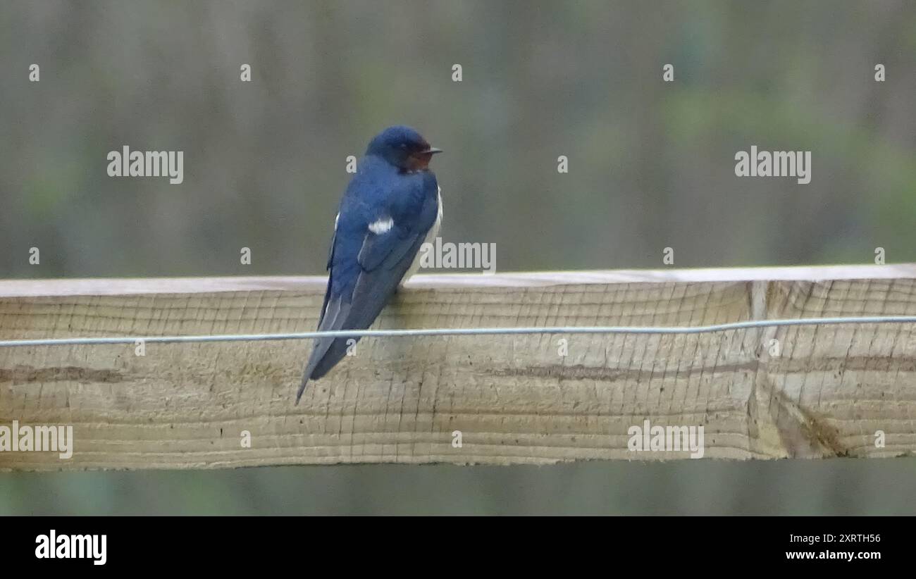 White-bellied Barn Swallow (Hirundo rustica rustica) Aves Stock Photo ...