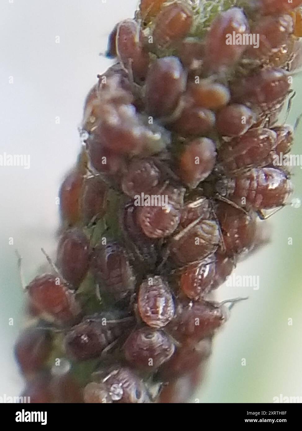 Aphids (Aphididae) Insecta Stock Photo - Alamy
