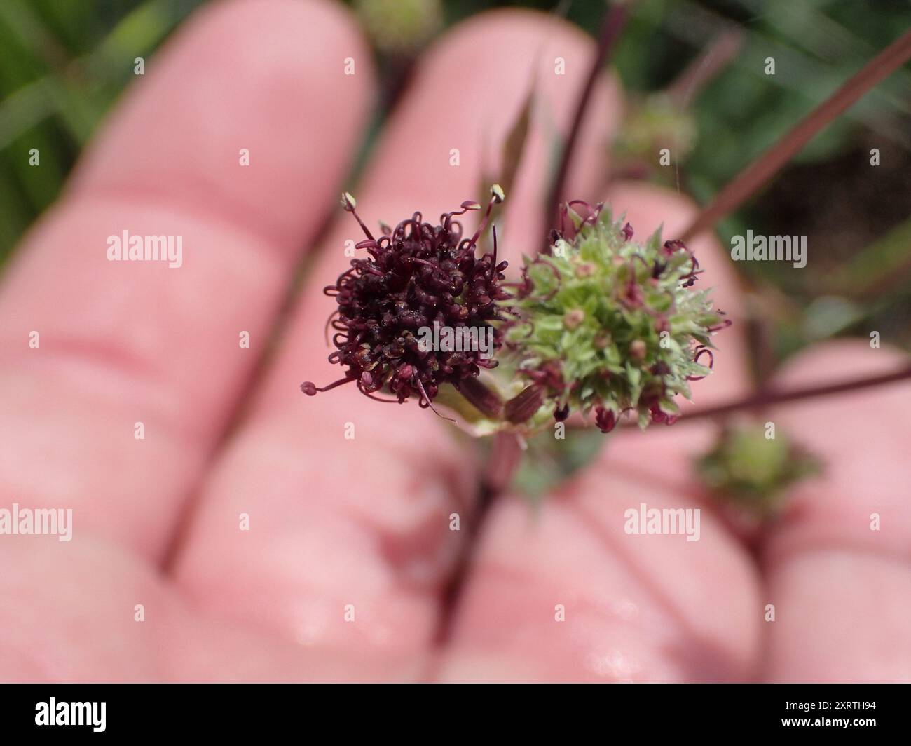 Purple Sanicle (Sanicula bipinnatifida) Plantae Stock Photo - Alamy