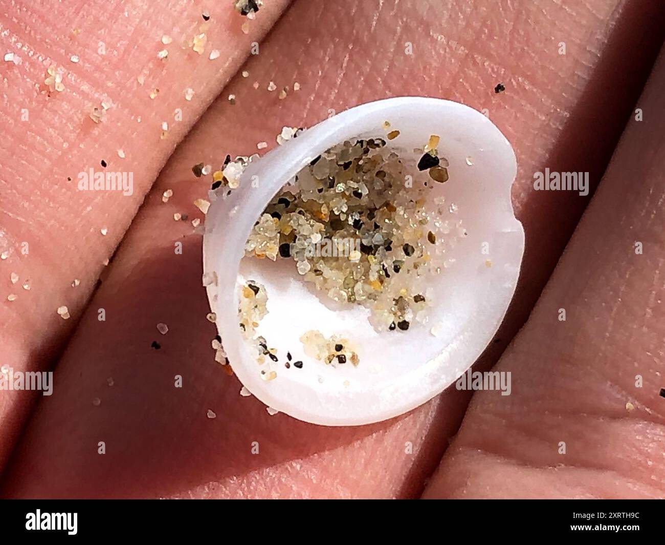 Whitecap Limpet (Acmaea mitra) Mollusca Stock Photo - Alamy