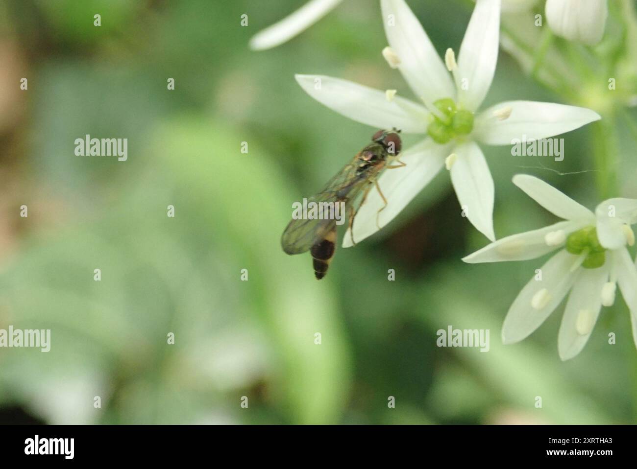 Hover Flies (Syrphidae) Insecta Stock Photo - Alamy