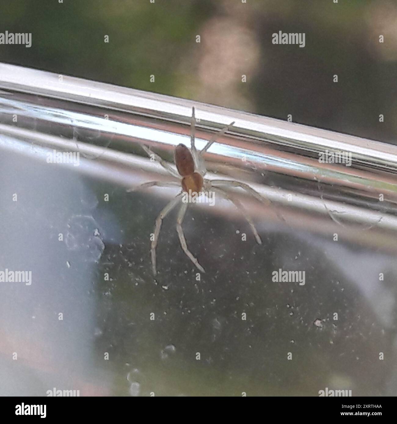 Running Crab Spiders (Philodromidae) Arachnida Stock Photo - Alamy
