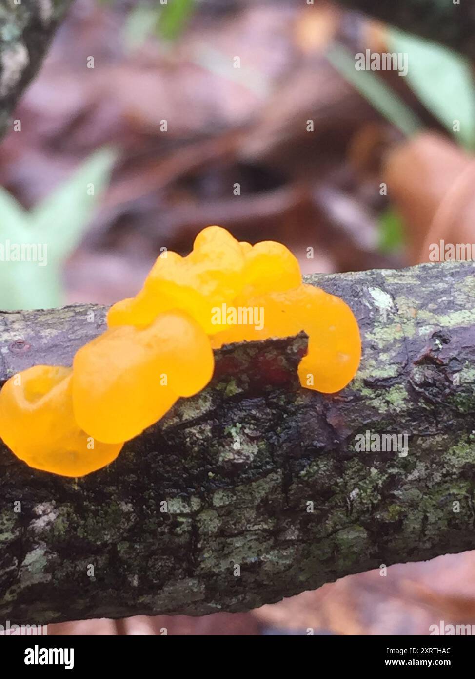 golden ear (Naematelia aurantia) Fungi Stock Photo - Alamy