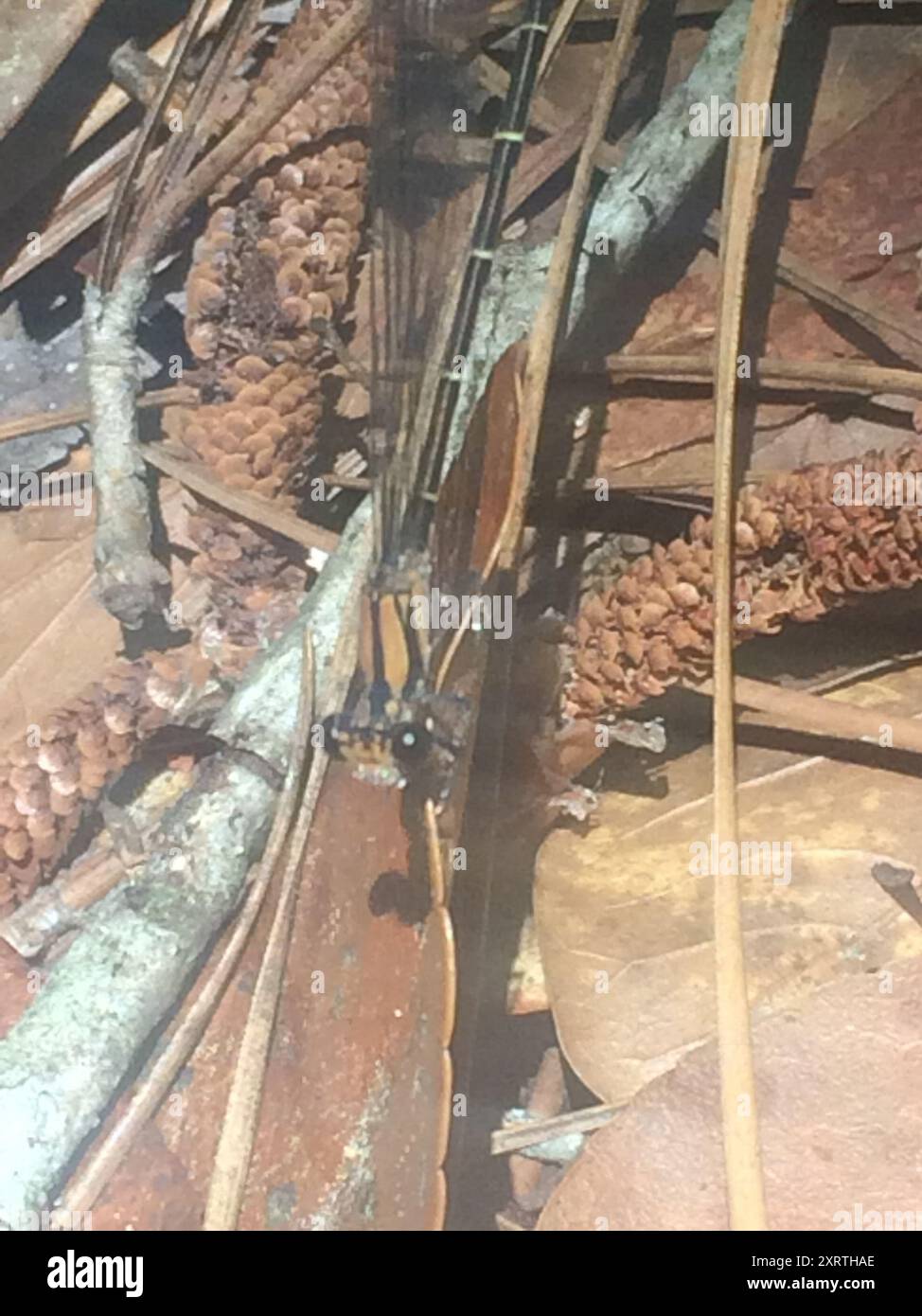 Dragonflies and Damselflies (Odonata) Insecta Stock Photo - Alamy