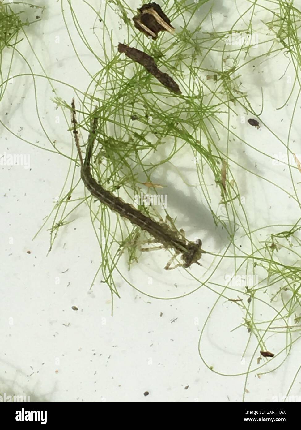 Dragonflies and Damselflies (Odonata) Insecta Stock Photo - Alamy