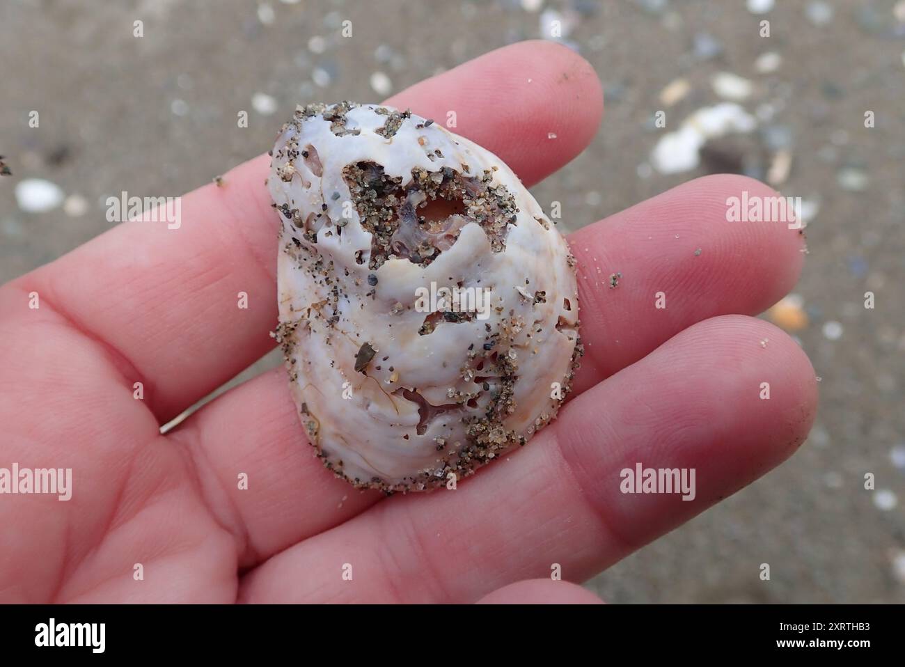 Common Atlantic Slippersnail (Crepidula fornicata) Mollusca Stock Photo ...