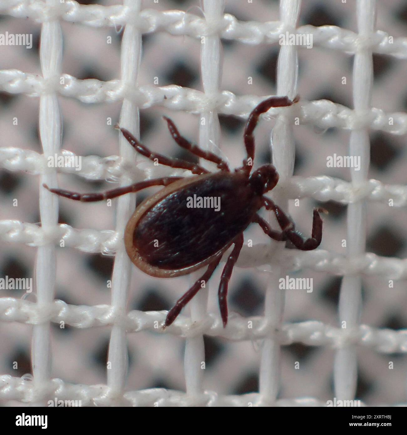 Eastern Black-legged Tick (Ixodes scapularis) Arachnida Stock Photo - Alamy