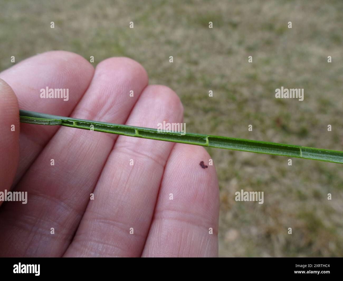 Sharp-flowered Rush (Juncus acutiflorus) Plantae Stock Photo - Alamy