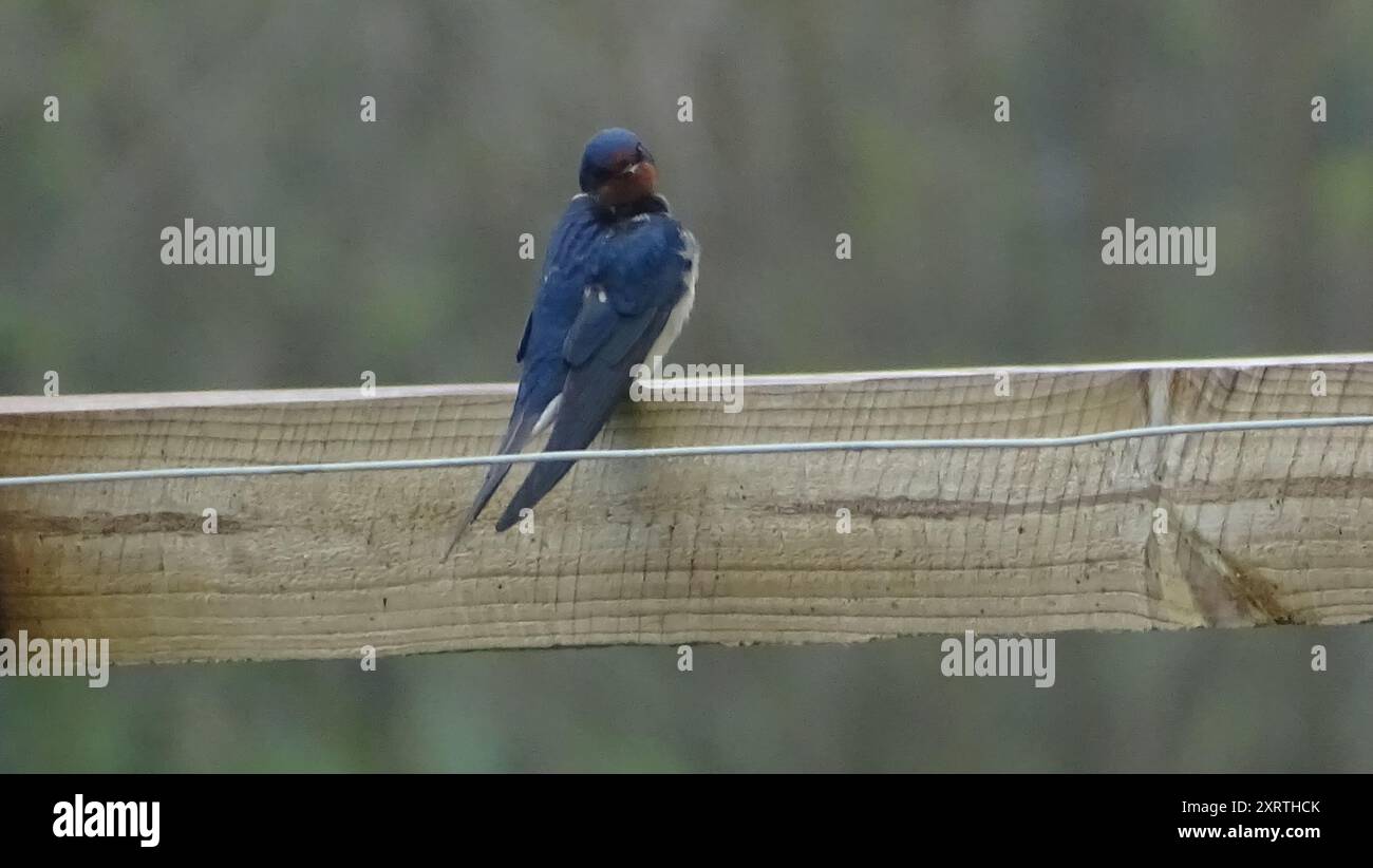 White-bellied Barn Swallow (Hirundo rustica rustica) Aves Stock Photo ...