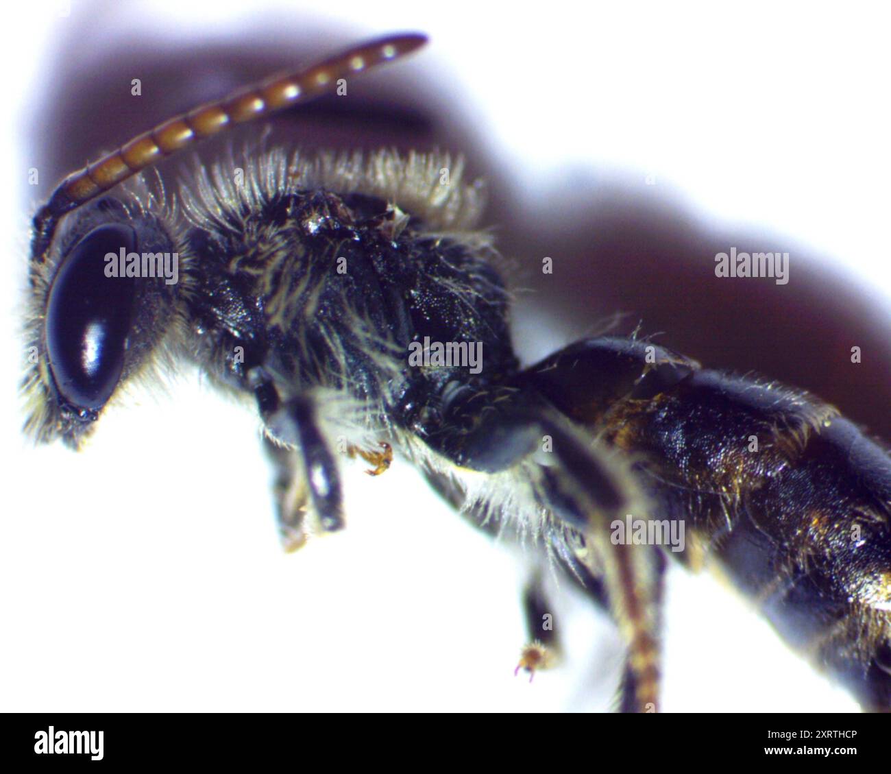 Mining Bees (Andrena) Insecta Stock Photo - Alamy