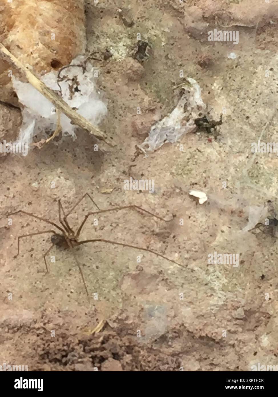 Cellar Spiders (Pholcidae) Arachnida Stock Photo - Alamy