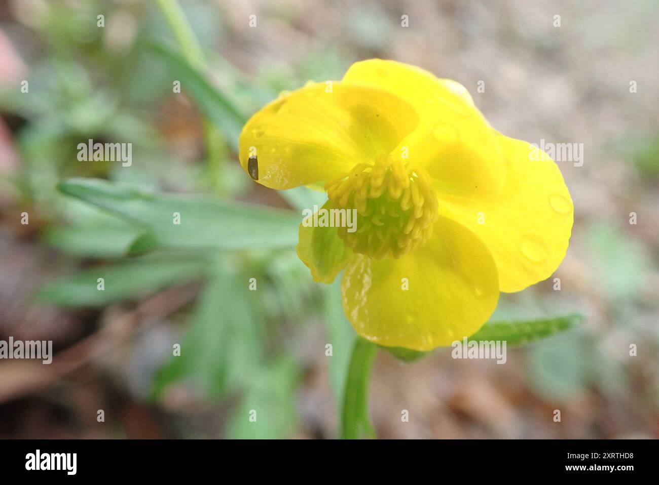 Goldilocks Buttercup (Ranunculus auricomus) Plantae Stock Photo - Alamy