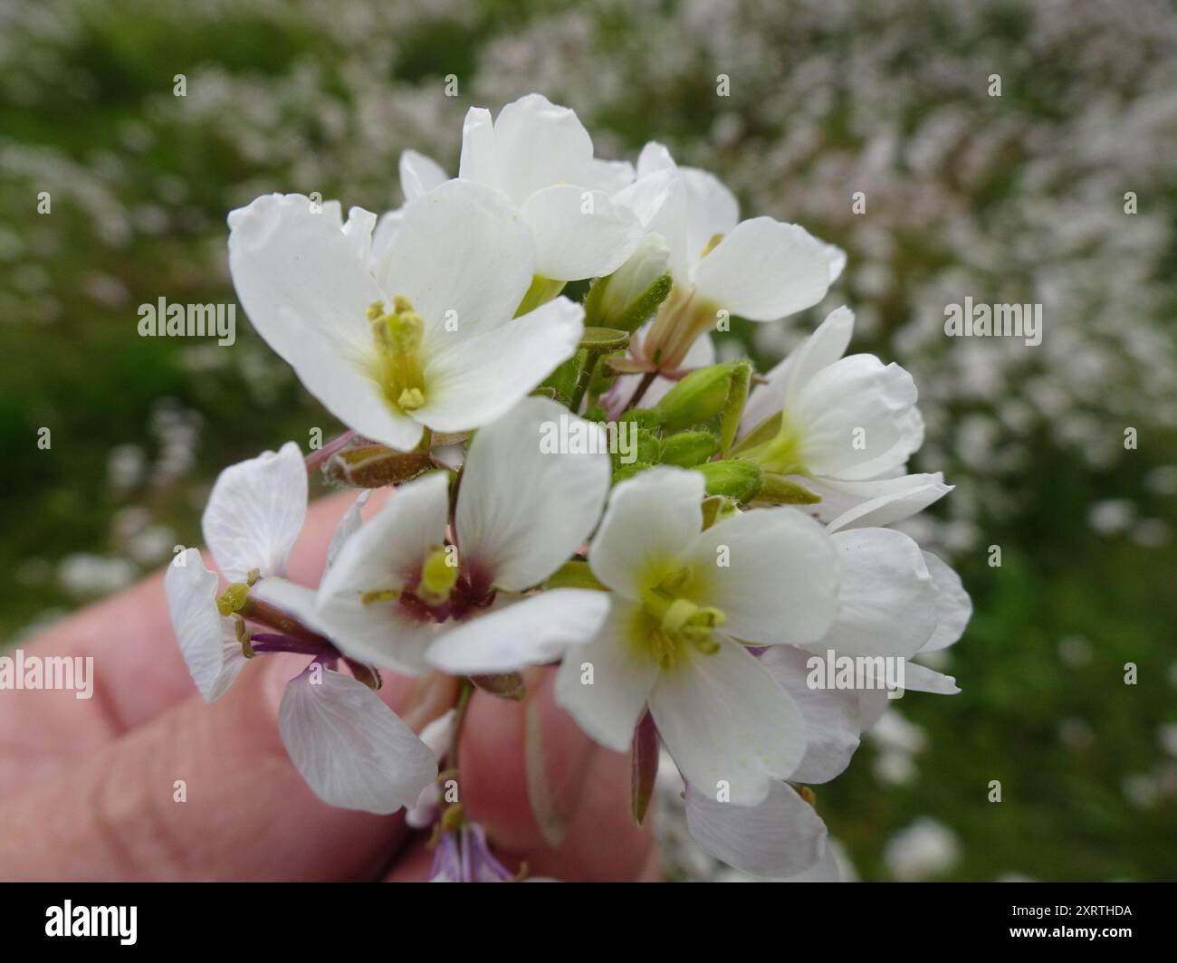 White Wall-rocket (Diplotaxis erucoides) Plantae Stock Photo - Alamy