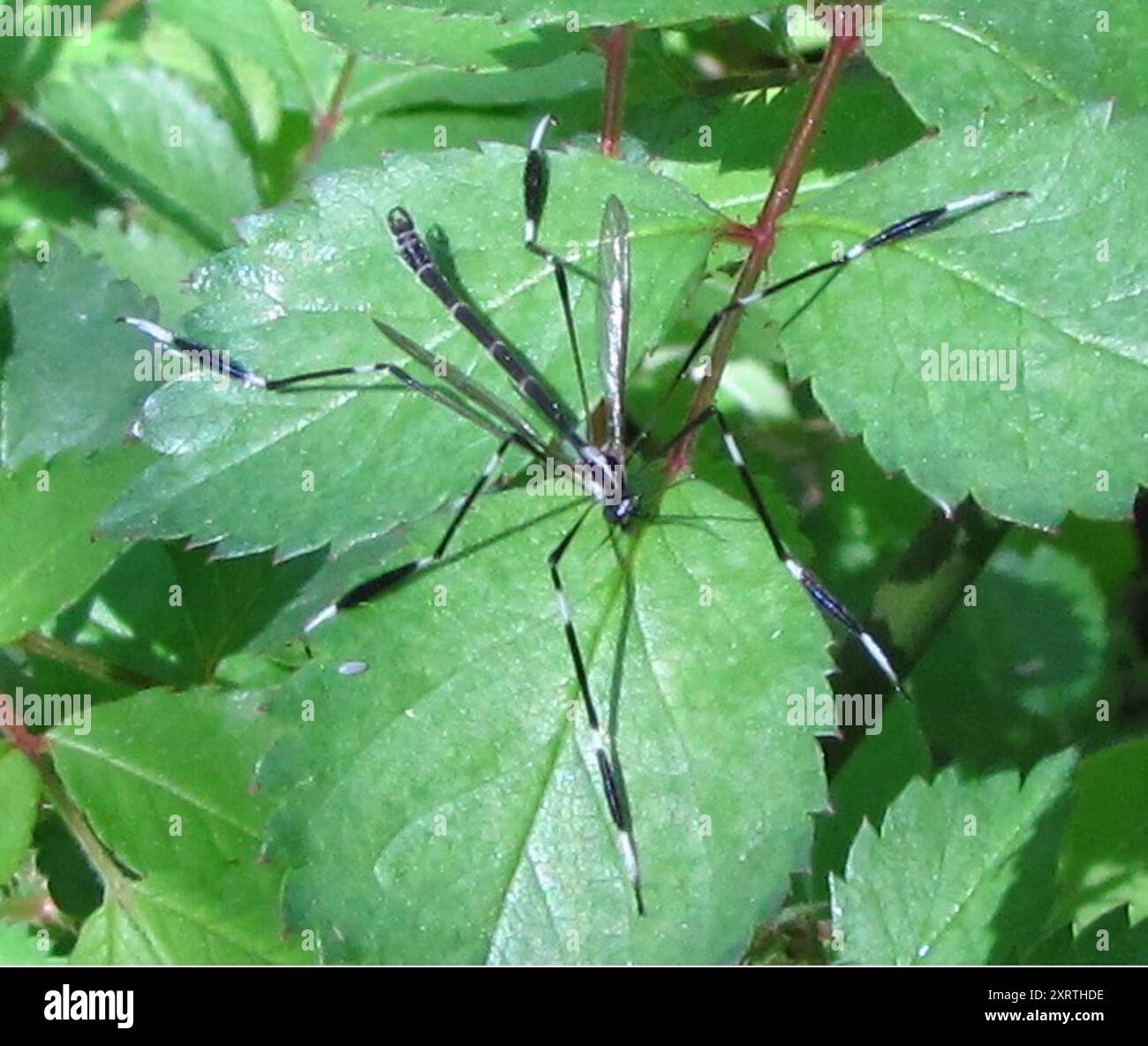 Eastern Phantom Crane Fly (Bittacomorpha clavipes) Insecta Stock Photo ...