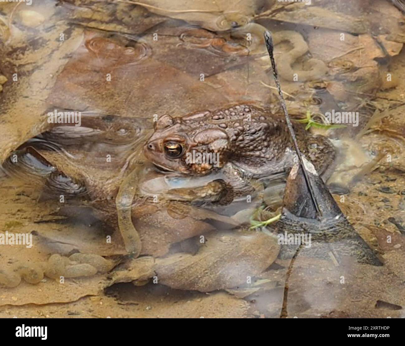Eastern American Toad (Anaxyrus americanus americanus) Amphibia Stock ...