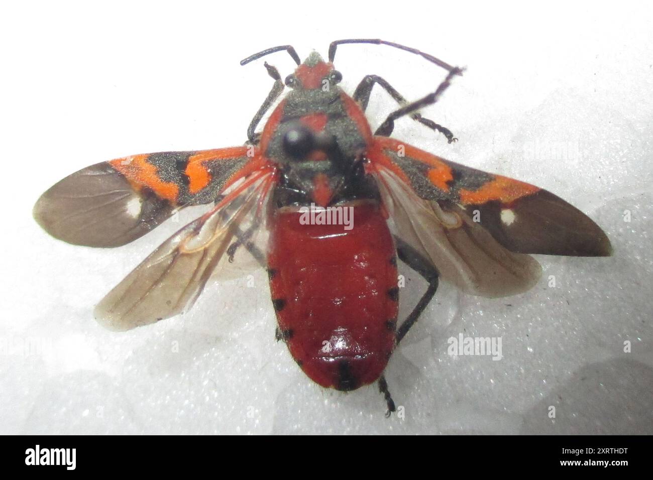 Seed-eating Bugs (Graptostethus) Insecta Stock Photo - Alamy