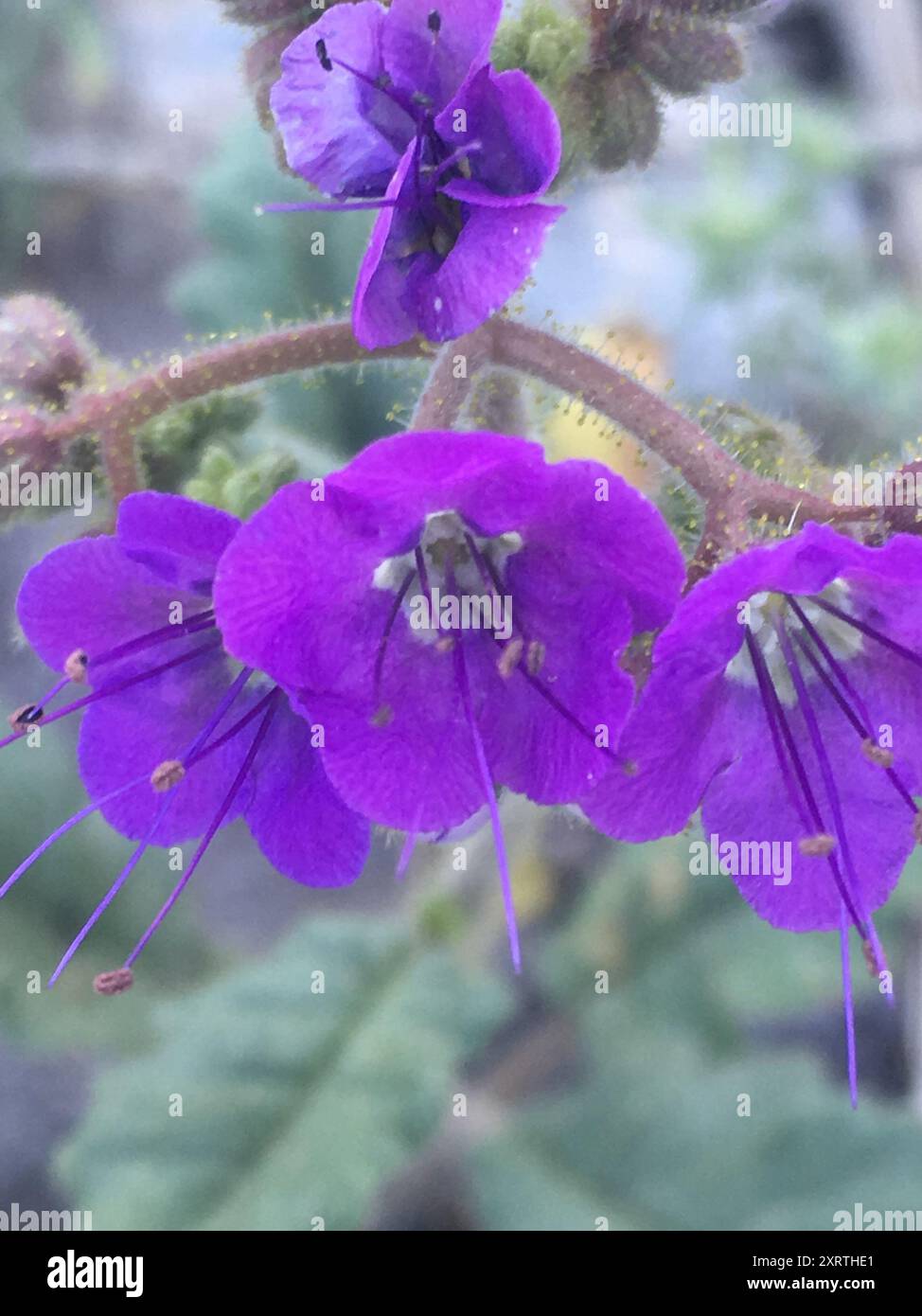 Notch-leaf Scorpionweed (Phacelia crenulata) Plantae Stock Photo - Alamy